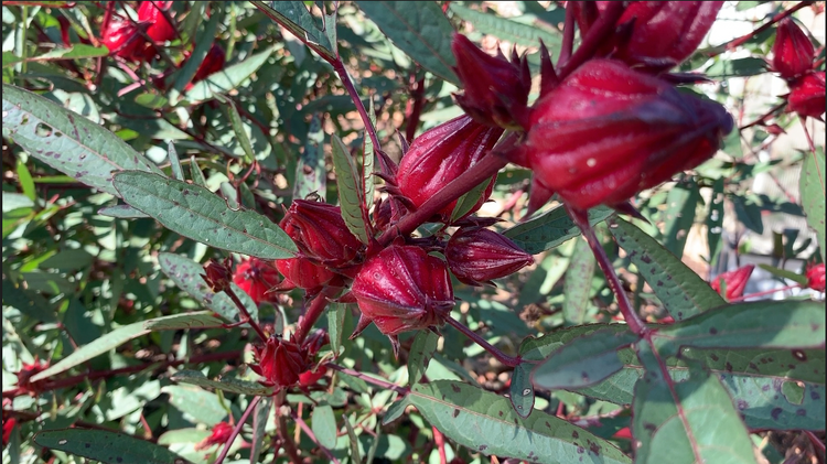 Growing Rosellas – Love of Dirt