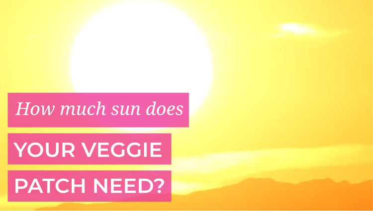 How much sunlight does your veggie patch need? – Love of Dirt