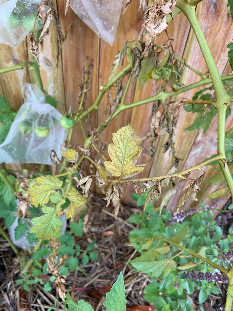 Tomato Pest - Tomato Russet Mite – Love of Dirt