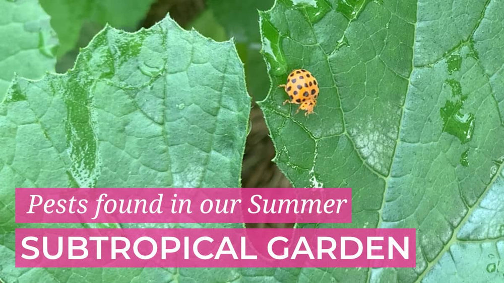 Organic Gardening Tips – tagged "Pests & Diseases" – Love of Dirt