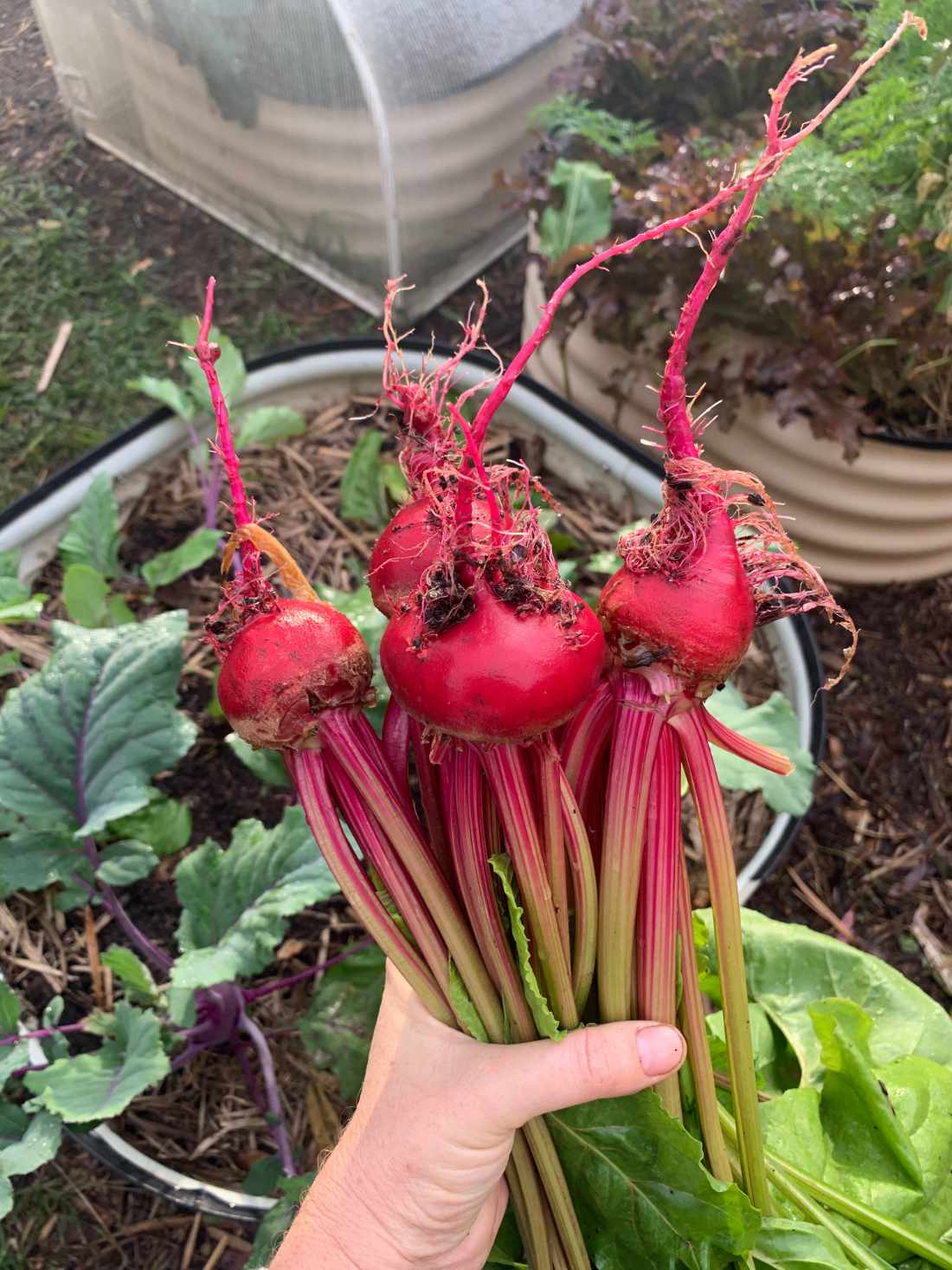 Beetroot – Love of Dirt