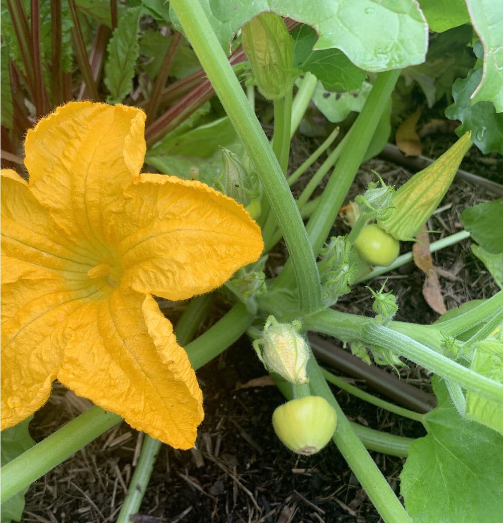 Squash – Love of Dirt