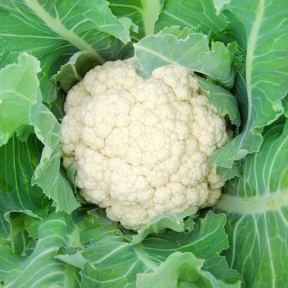 Cauliflower – Love of Dirt