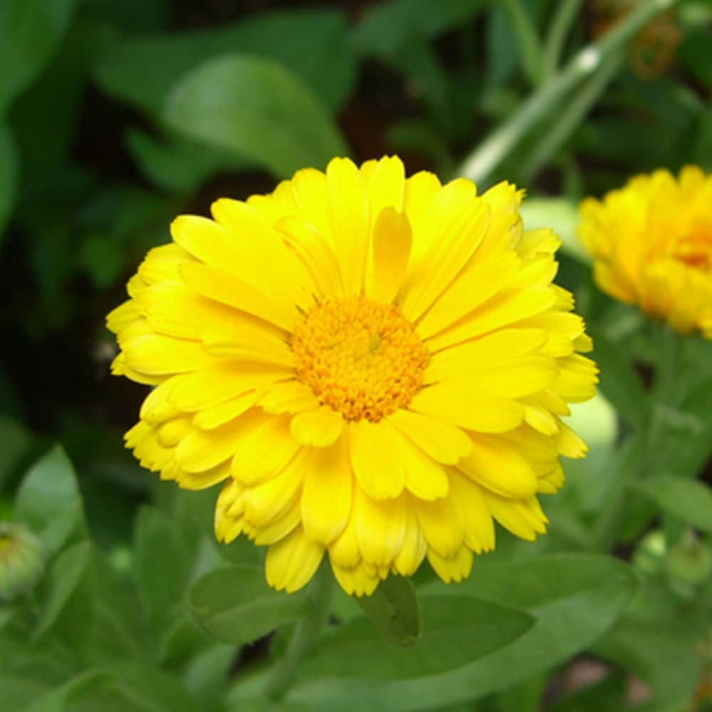 Calendula 'Golden Emperor' Seeds – Love of Dirt