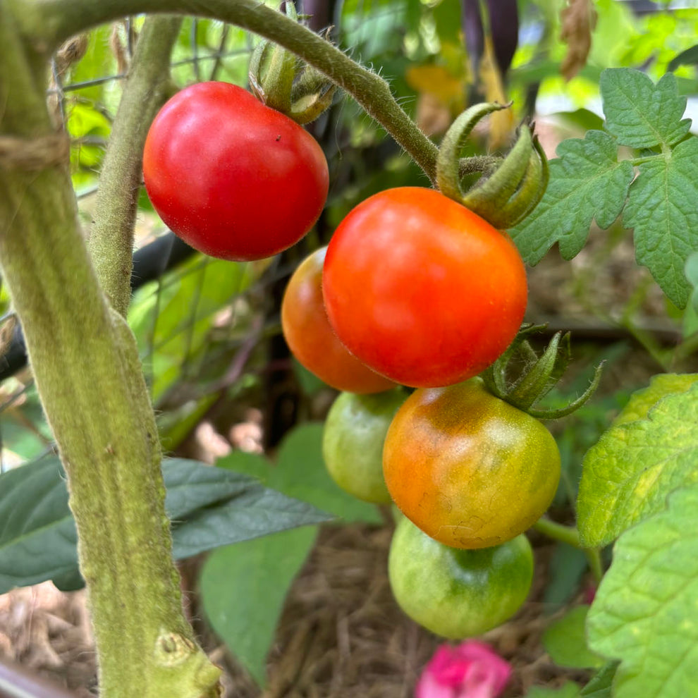 Tomato 'Tommy Toe' Seeds – Love of Dirt