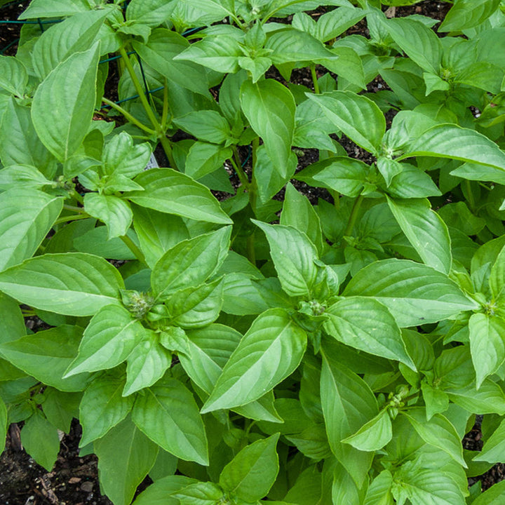Growing African Blue Basil – Love of Dirt