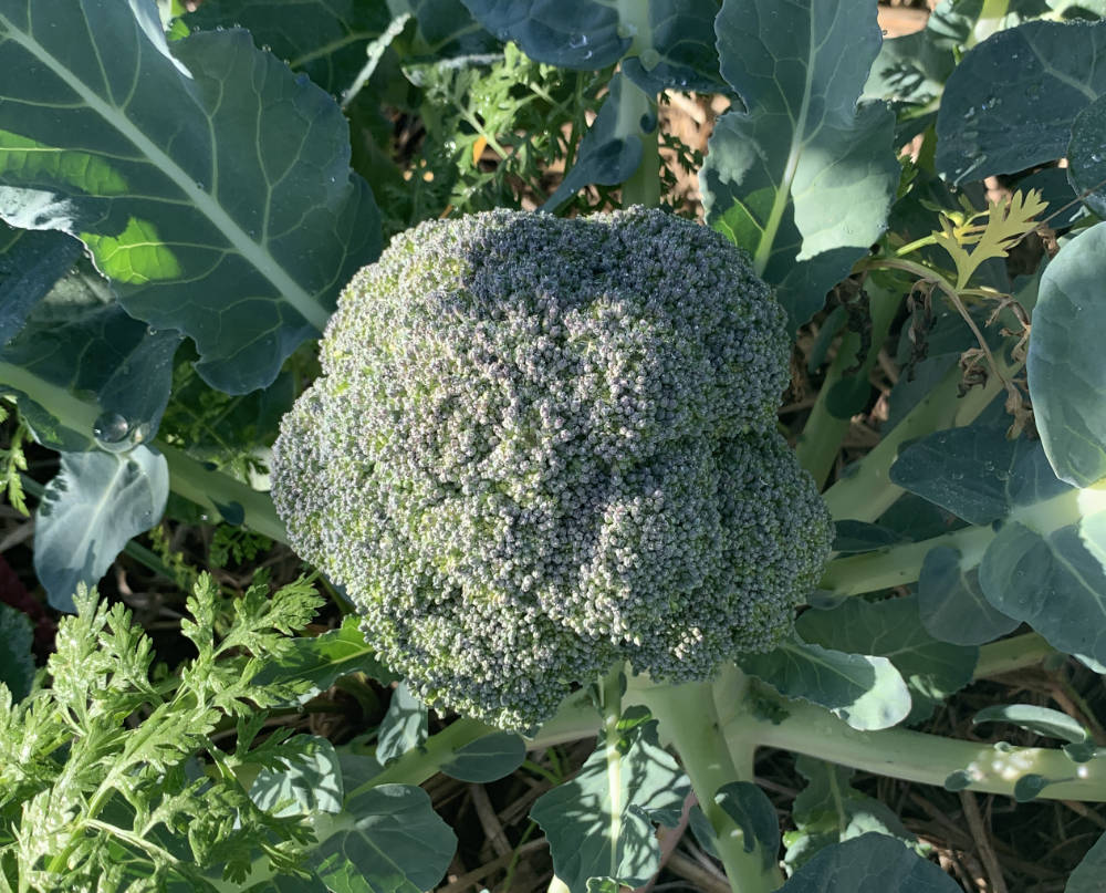 Broccoli 'Green Magic' Seeds – Love of Dirt