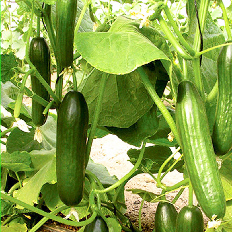Cucumber Lebanese 'Beit Alpha' Seeds – Love of Dirt
