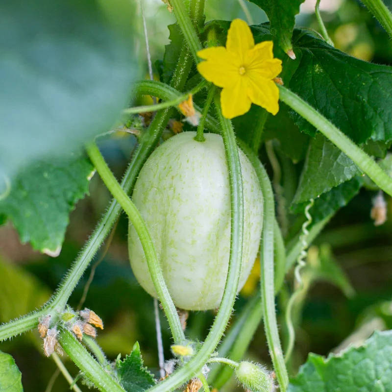 Cucumber 'Crystal Salad' Seeds – Love of Dirt