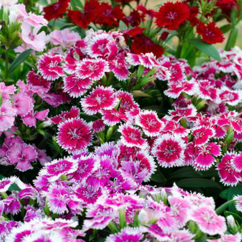 Dianthus Summertime Mix Flower Seeds – Love of Dirt