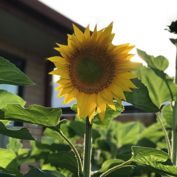 Sunflower 'Sunbird' Seeds – Love of Dirt