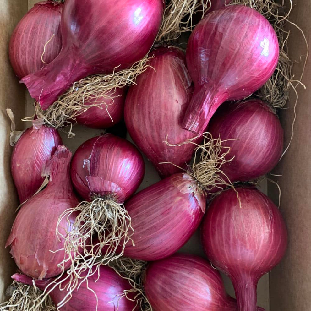 Onion 'Red Creole' Seeds – Love of Dirt