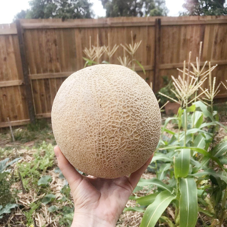 Rockmelon 'Hales Jumbo' Seeds – Love of Dirt